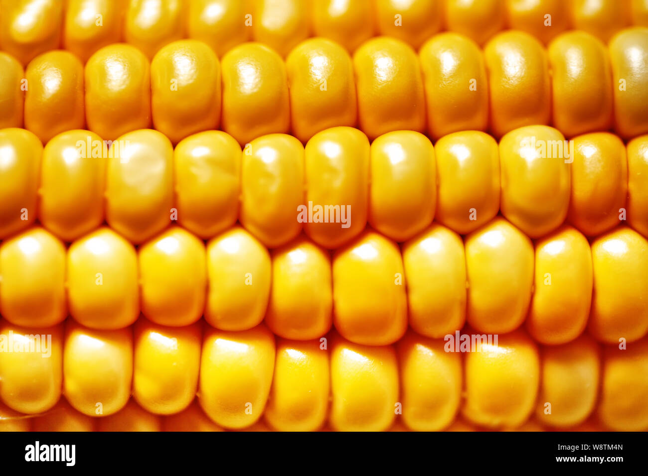 Corn texture. Yellow corns as background. Selective focus. Horizontal ...