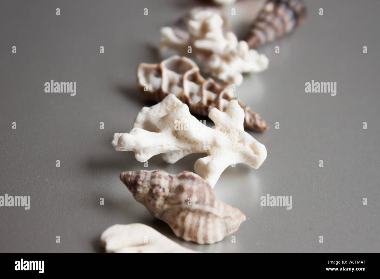 Sea shells, stones, mussels and corals background Stock Photo - Alamy