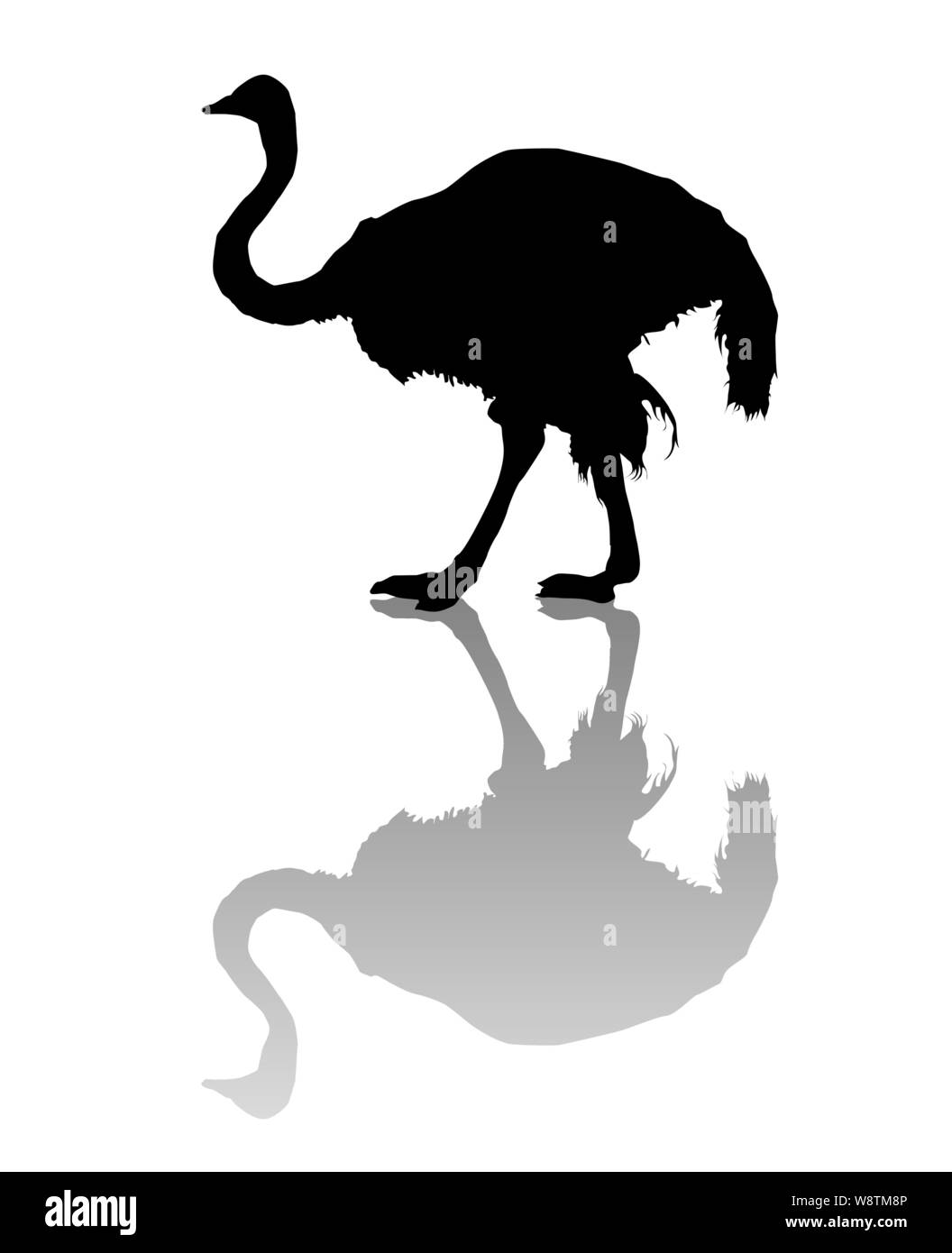 Vector silhouette of an ostrich over white background Stock Vector ...