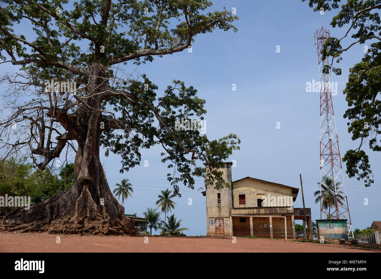 Twin cotton trees in Wilberforce, Freetown, Sierra Leone in 2014 Stock ...