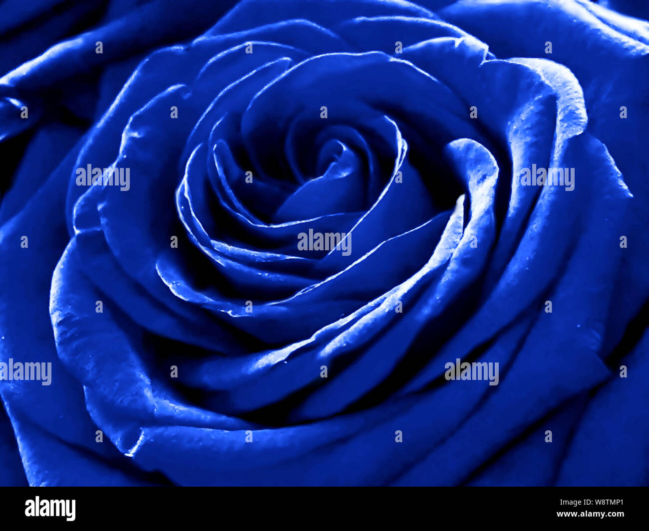 Light blue rose petals hi-res stock photography and images - Alamy