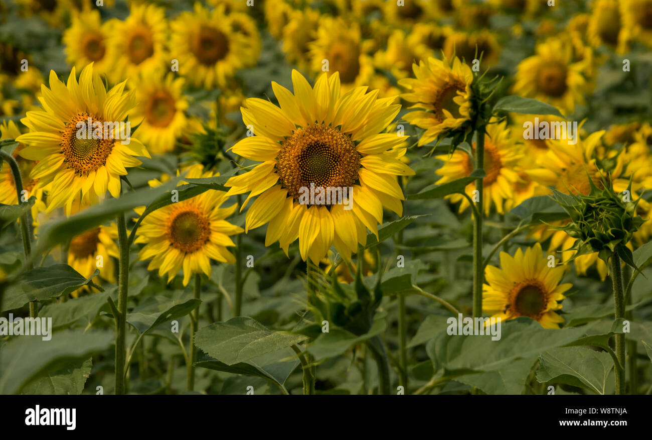Sunflower field at the sunset. Agriculture field. Sunflower Stock Photo ...