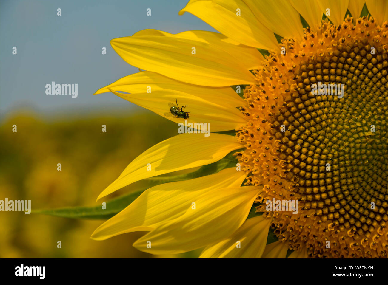 Half Sunflower on the sunflower filed in sunset. Half sunflower and ...