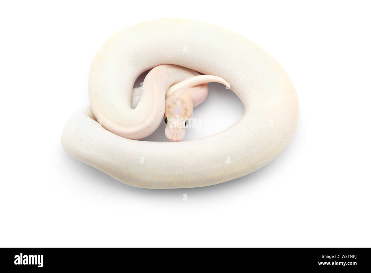 The royal python isolated on white background Stock Photo - Alamy