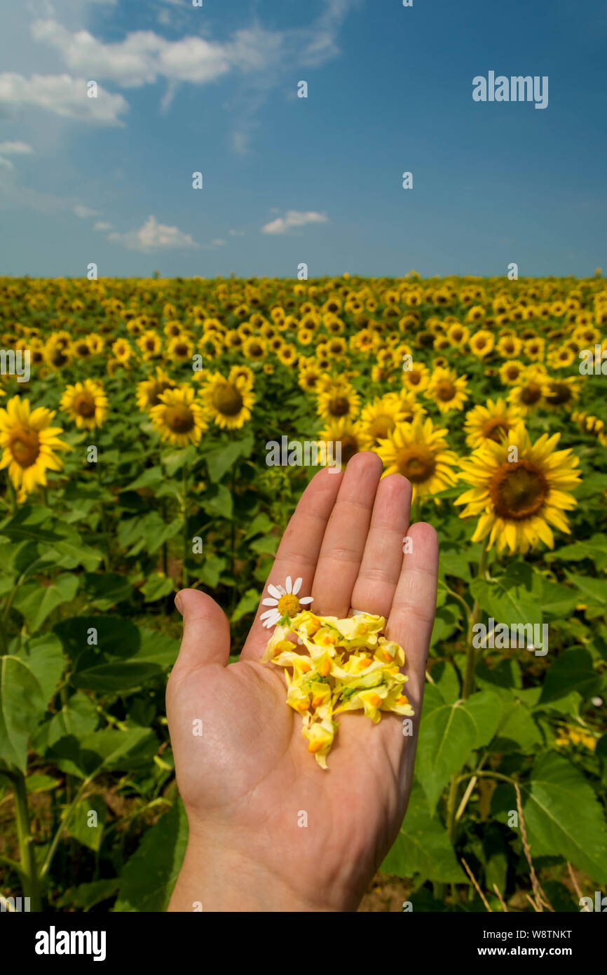 Holding Flowers in hands on a sunflower field background. Yellow ...