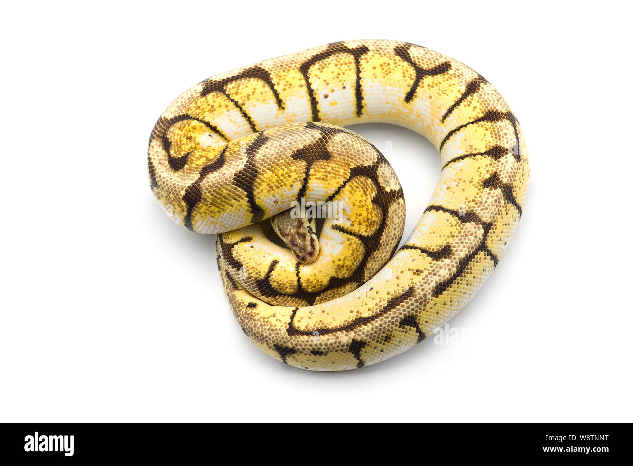 The royal python isolated on white background Stock Photo - Alamy