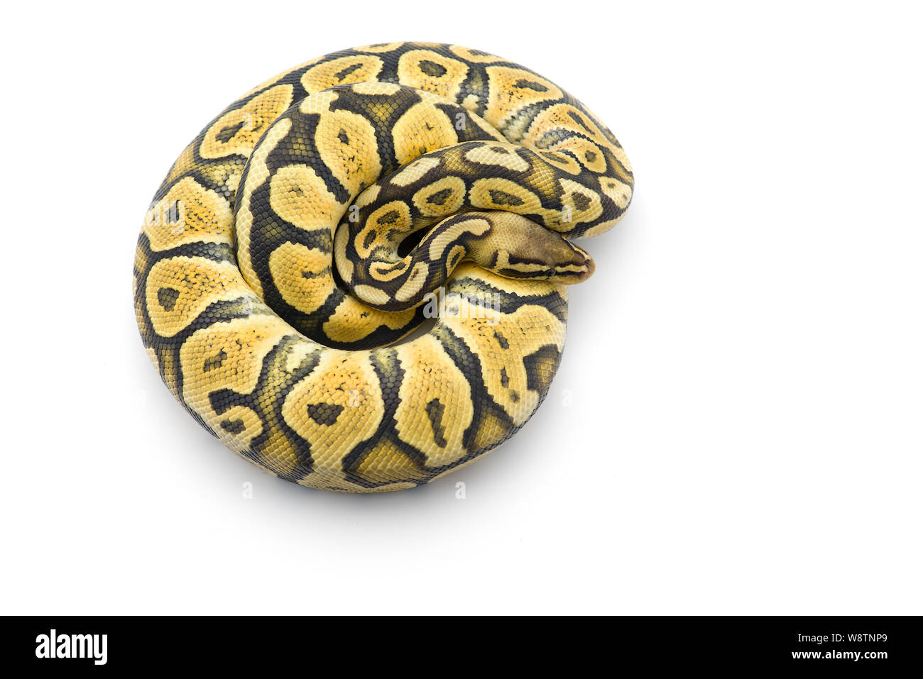 The royal python isolated on white background Stock Photo - Alamy