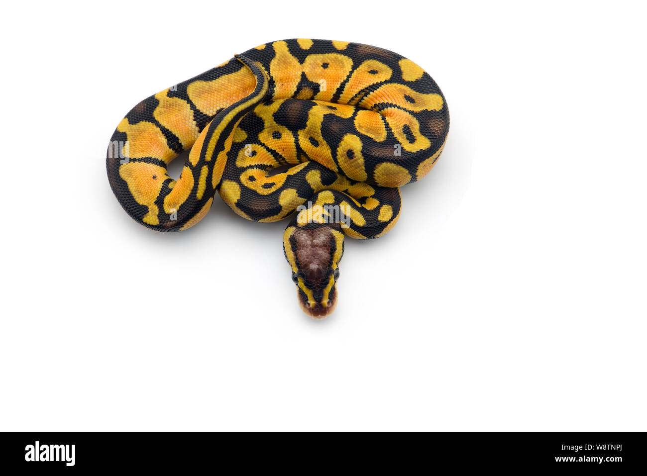 The royal python isolated on white background Stock Photo - Alamy