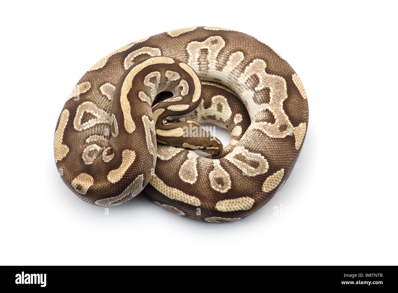 The royal python isolated on white background Stock Photo - Alamy
