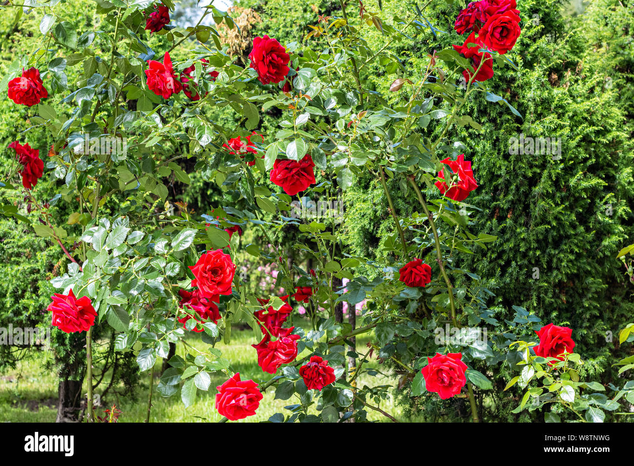 Rose bushes hi-res stock photography and images - Alamy