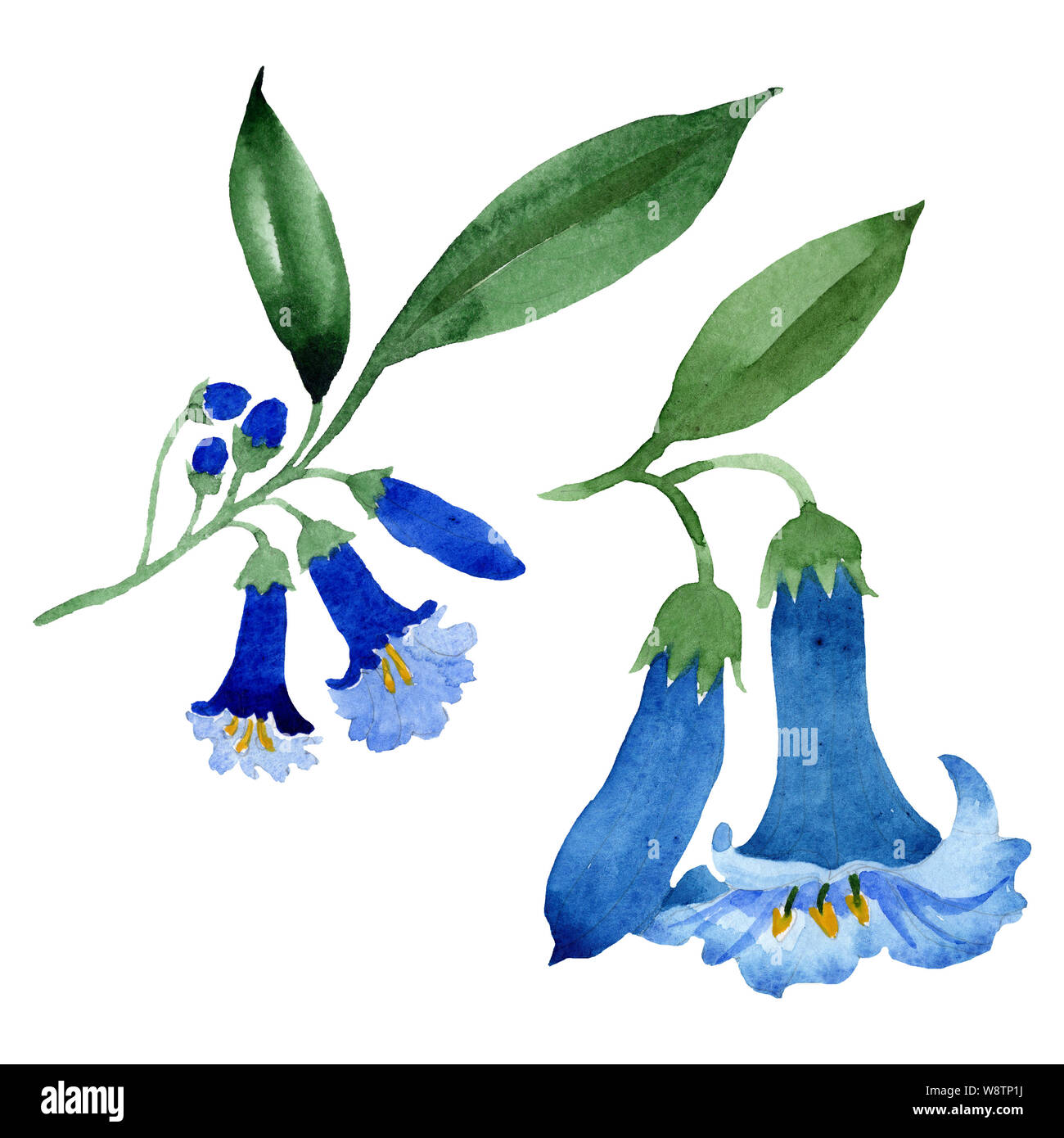 Blue brugmansia floral botanical flowers. Watercolor background set ...