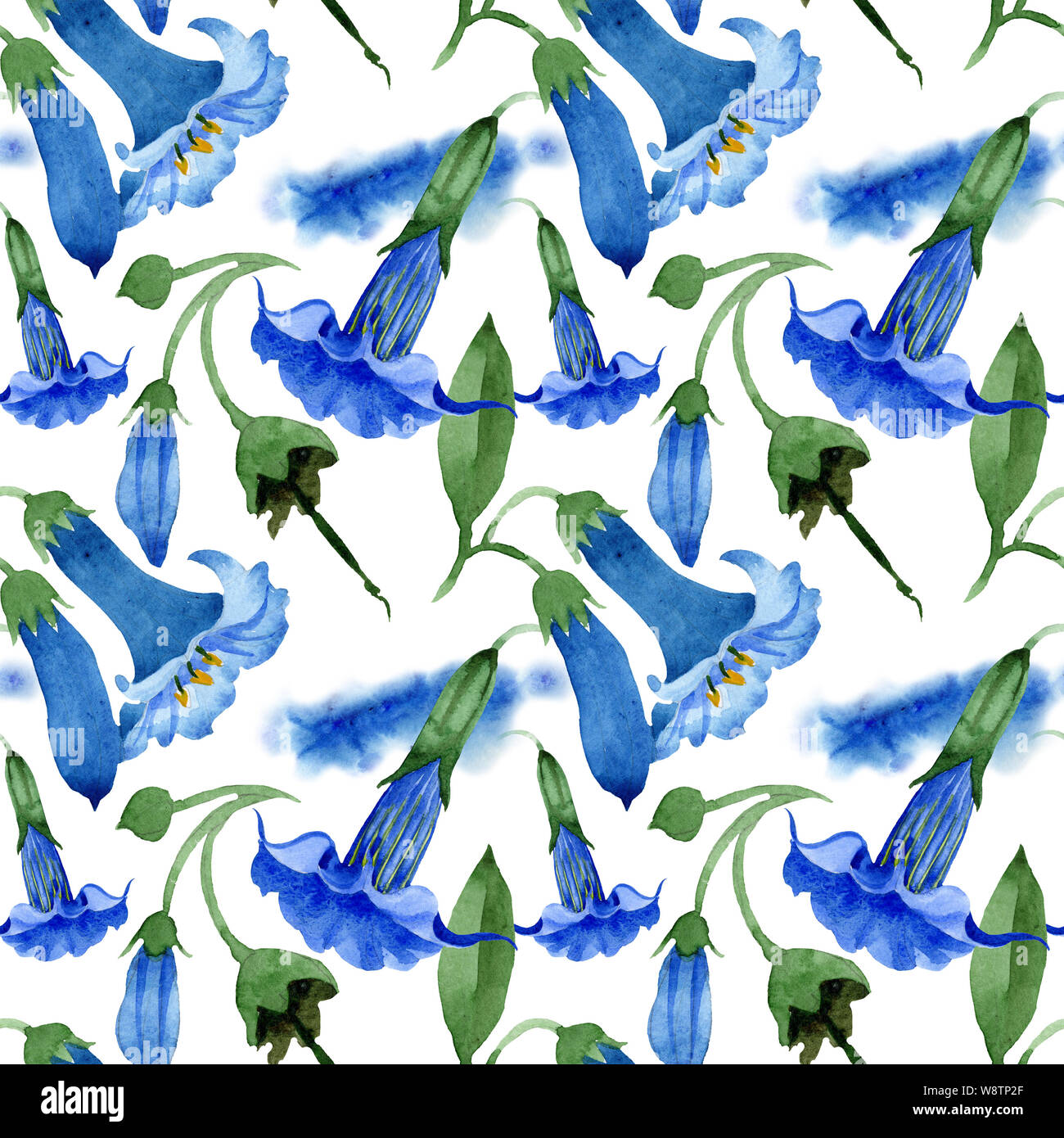 Blue brugmansia floral botanical flowers. Watercolor background ...