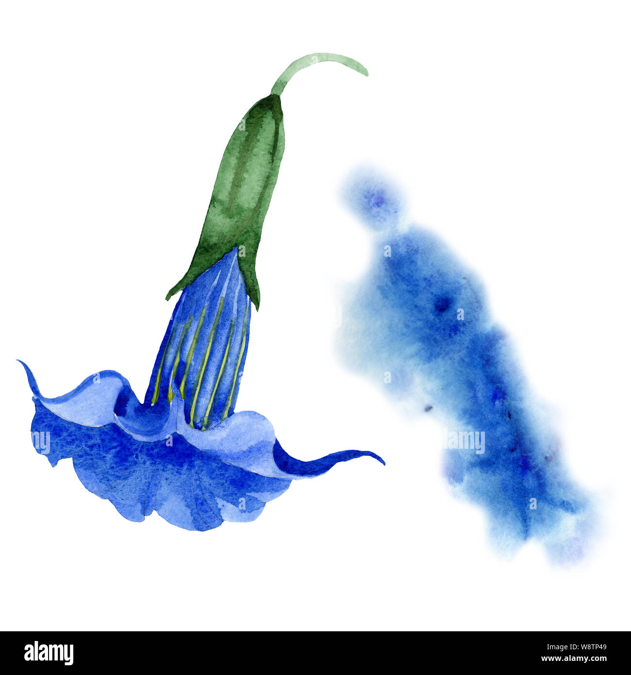 Blue brugmansia floral botanical flowers. Watercolor background set ...