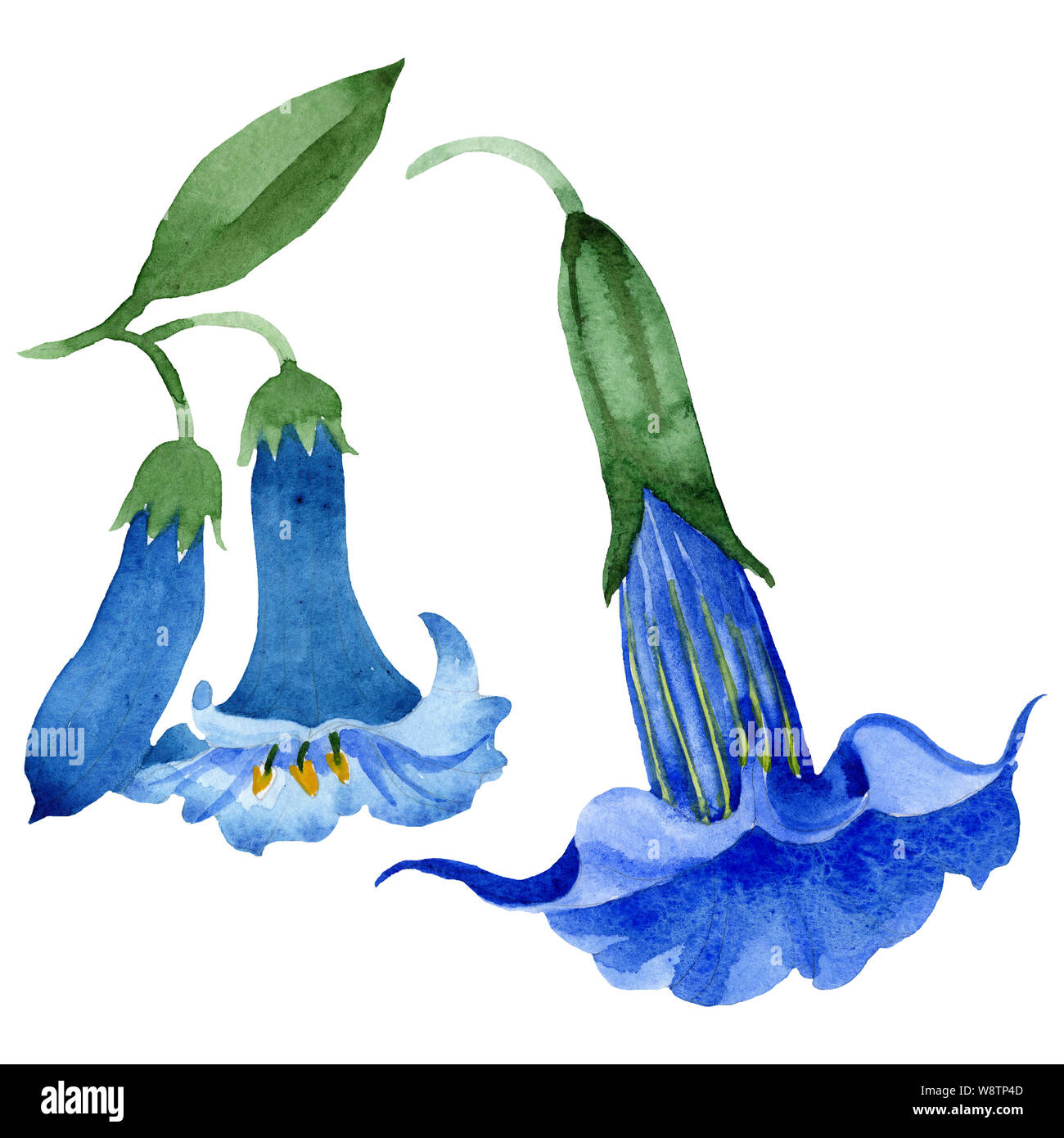 Blue brugmansia floral botanical flowers. Watercolor background set ...