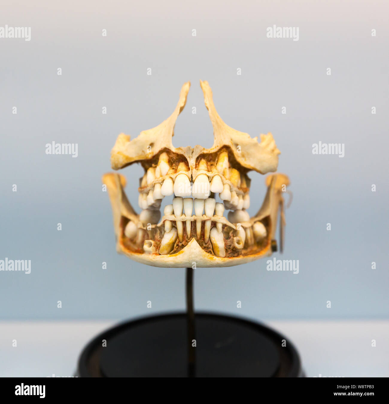 Model of human jaw on the stand, anatomy Stock Photo - Alamy