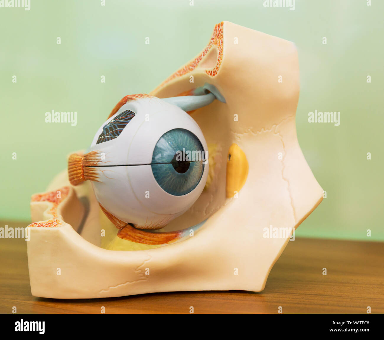 Anatomical plastic model of human eye Stock Photo - Alamy