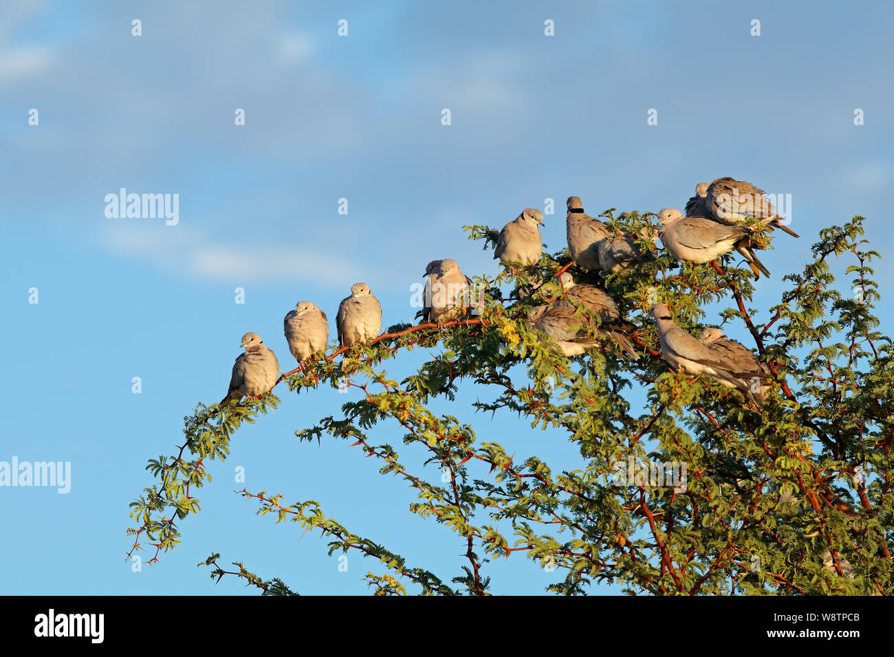 Turtle doves hi-res stock photography and images - Alamy