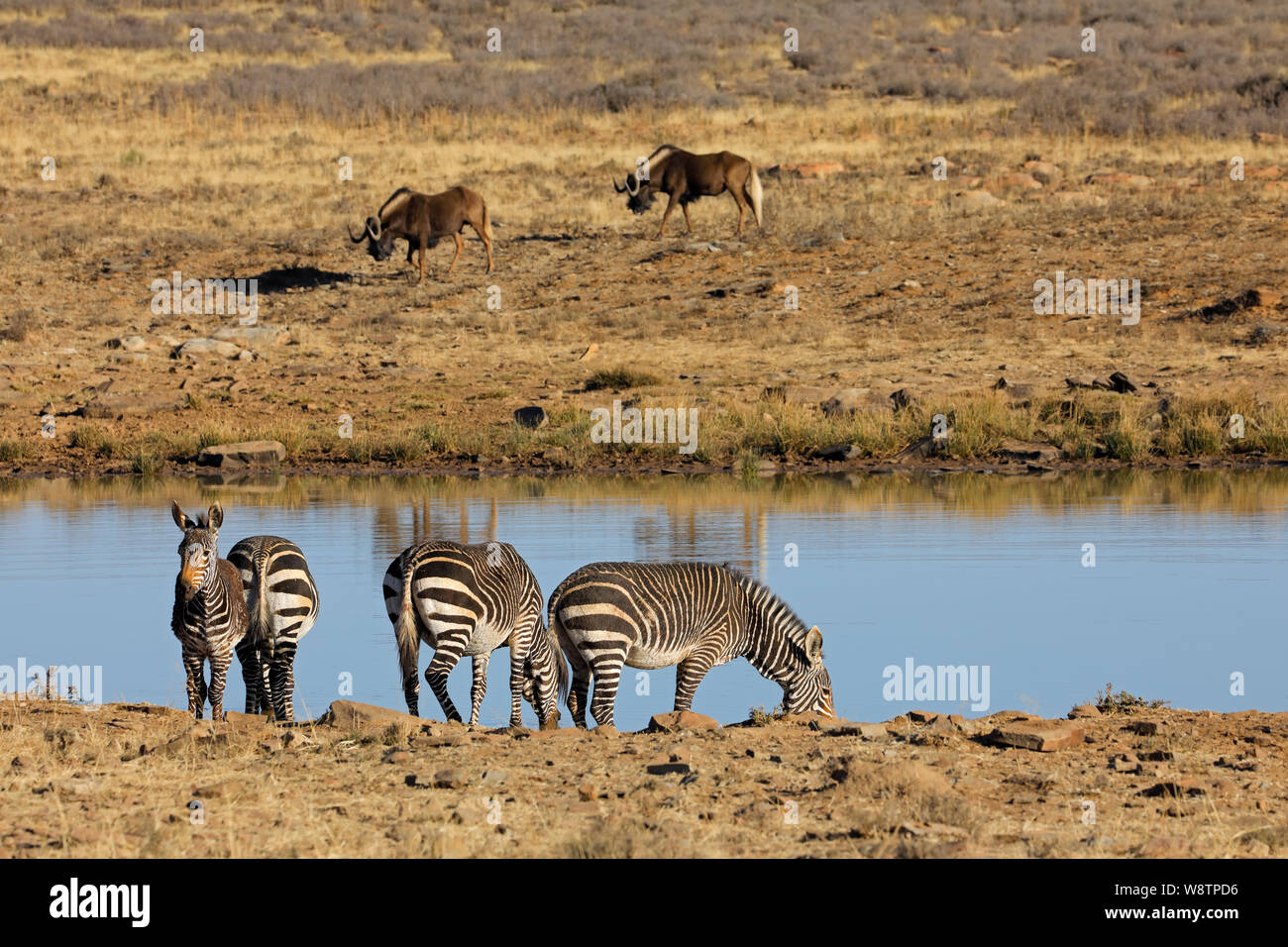 Cape mountain zebras (Equus zebra) drinking at a waterhole, Mountain ...