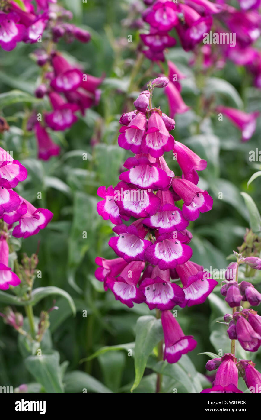 Arabesque flower hi-res stock photography and images - Alamy