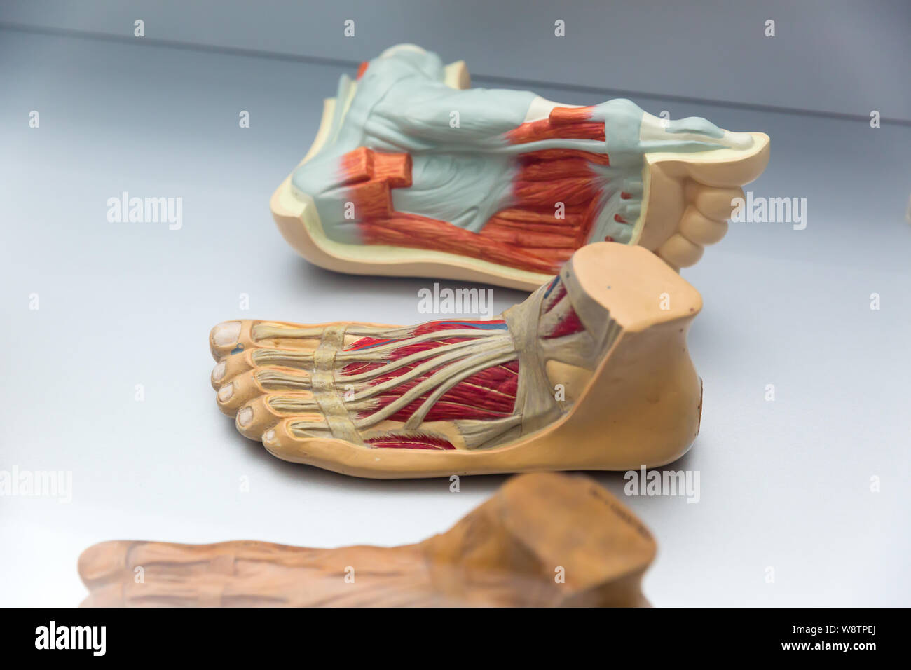 Anatomy of human foot structure, education concept Stock Photo - Alamy