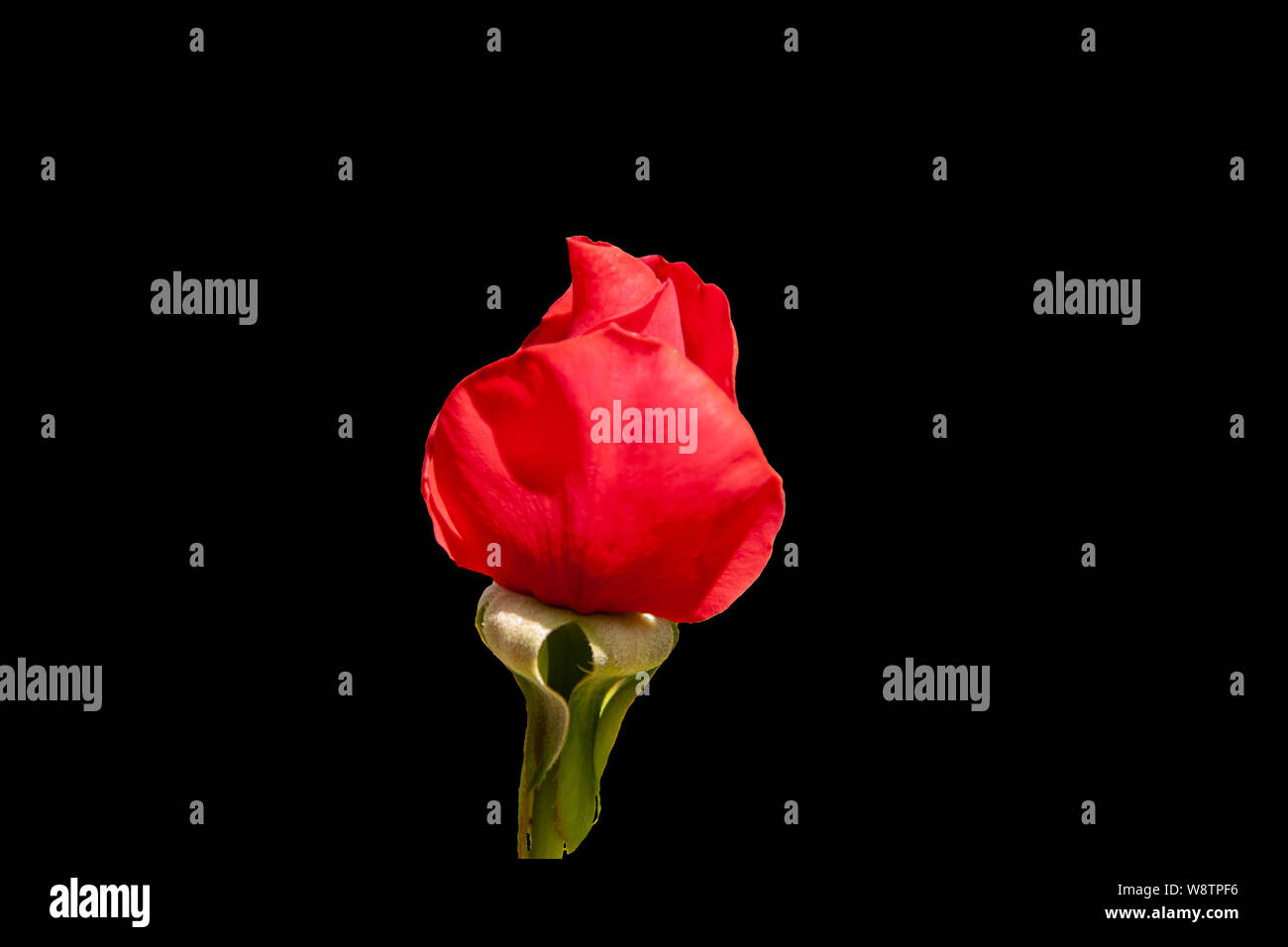 Single red rose cut out bud hi-res stock photography and images - Alamy