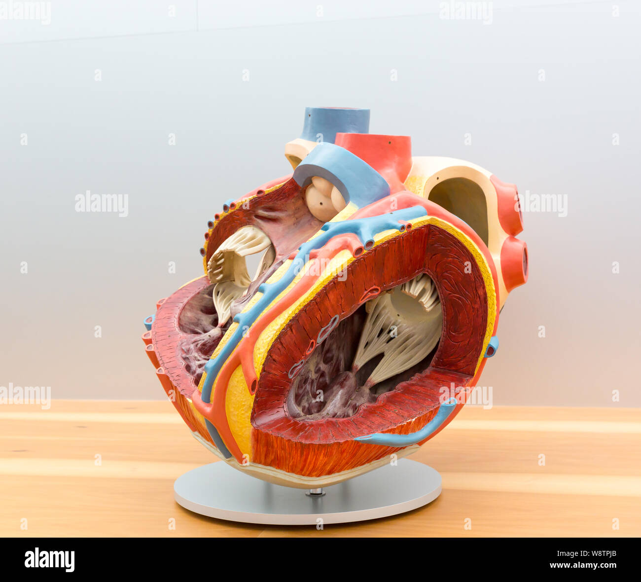 Patient education heart hi-res stock photography and images - Alamy