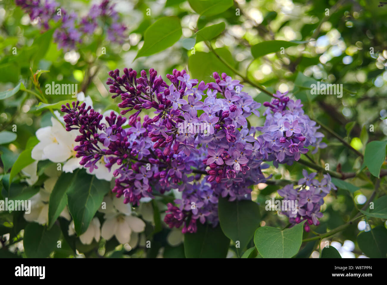 Spring scene in the park flowering branch of lilac on a blurred ...