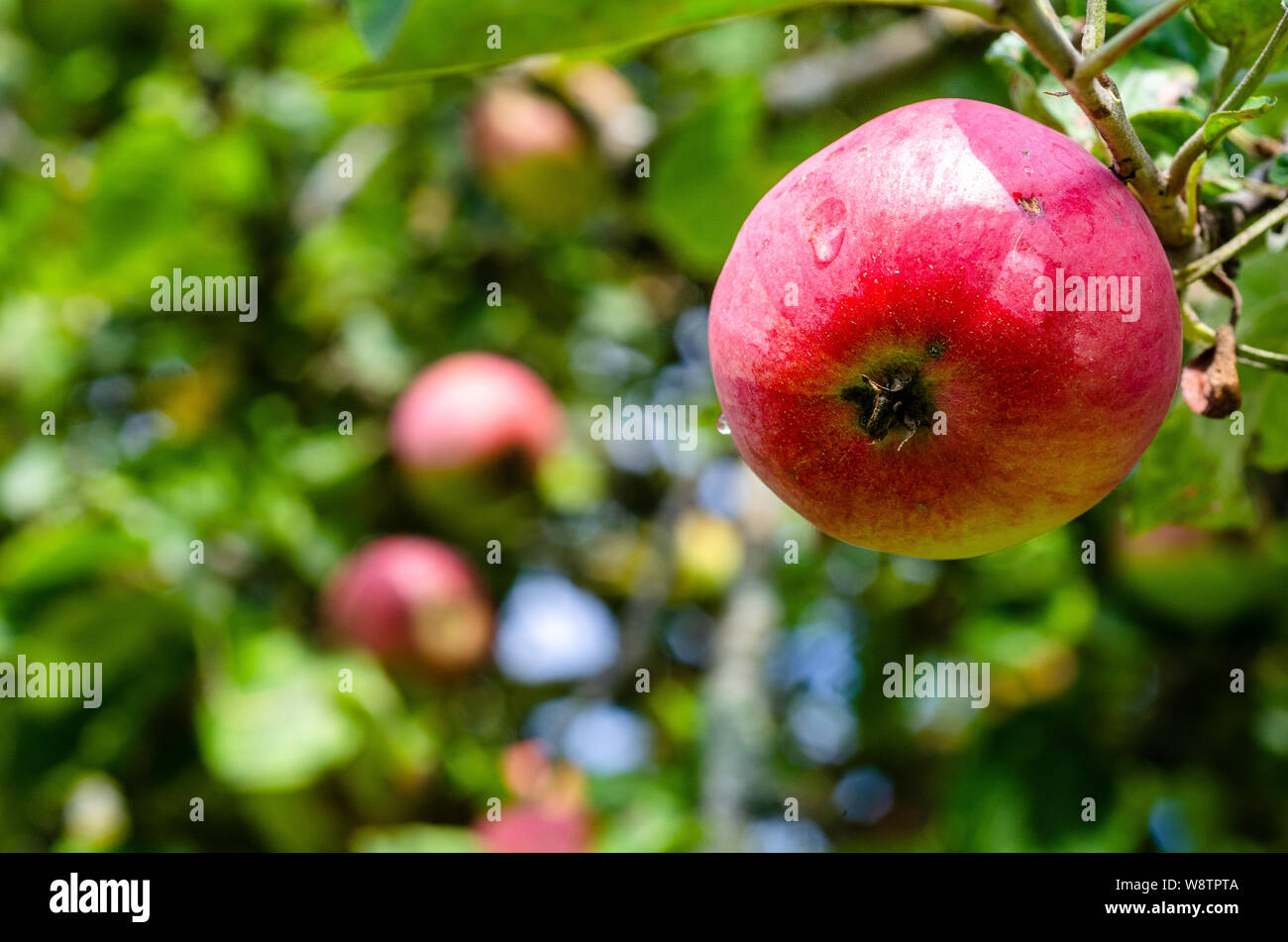 Fruits hanging hi-res stock photography and images - Alamy