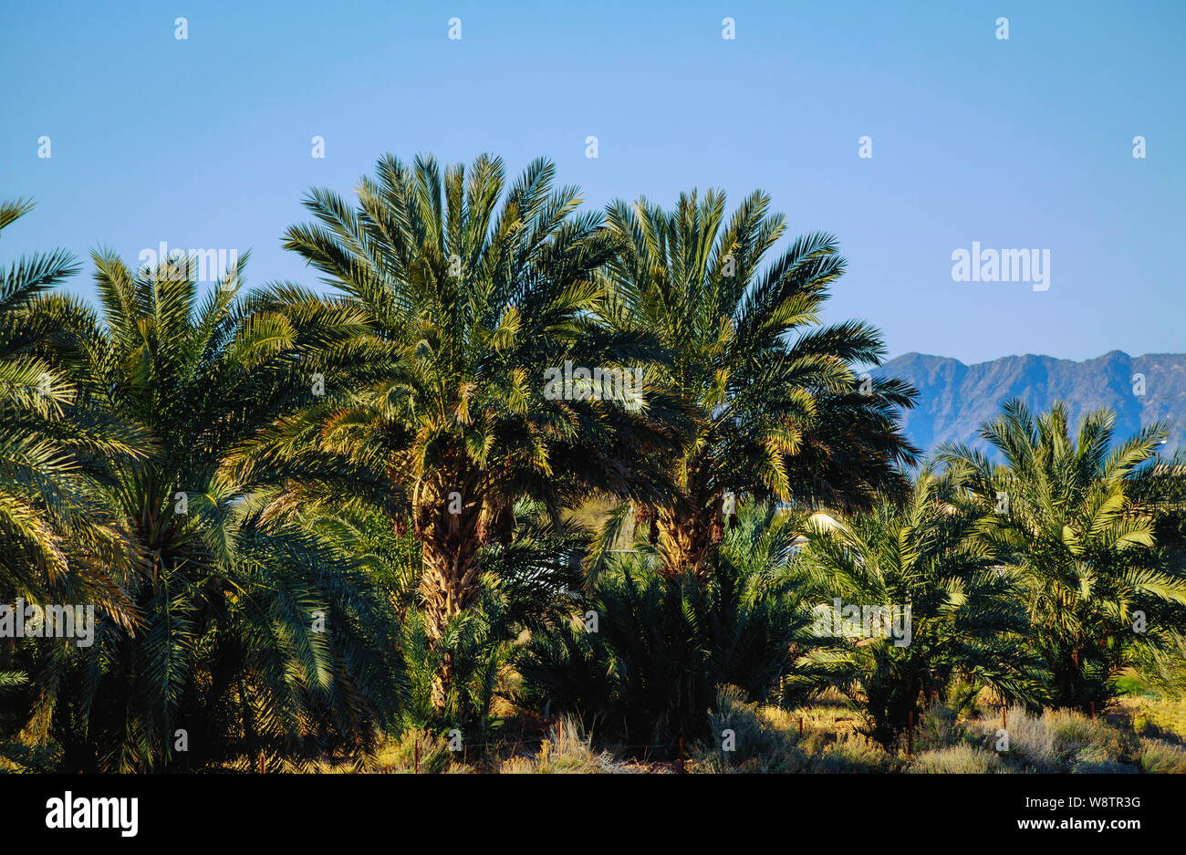 Tropical palm leaves in the green leaves of tropical forest plant for ...