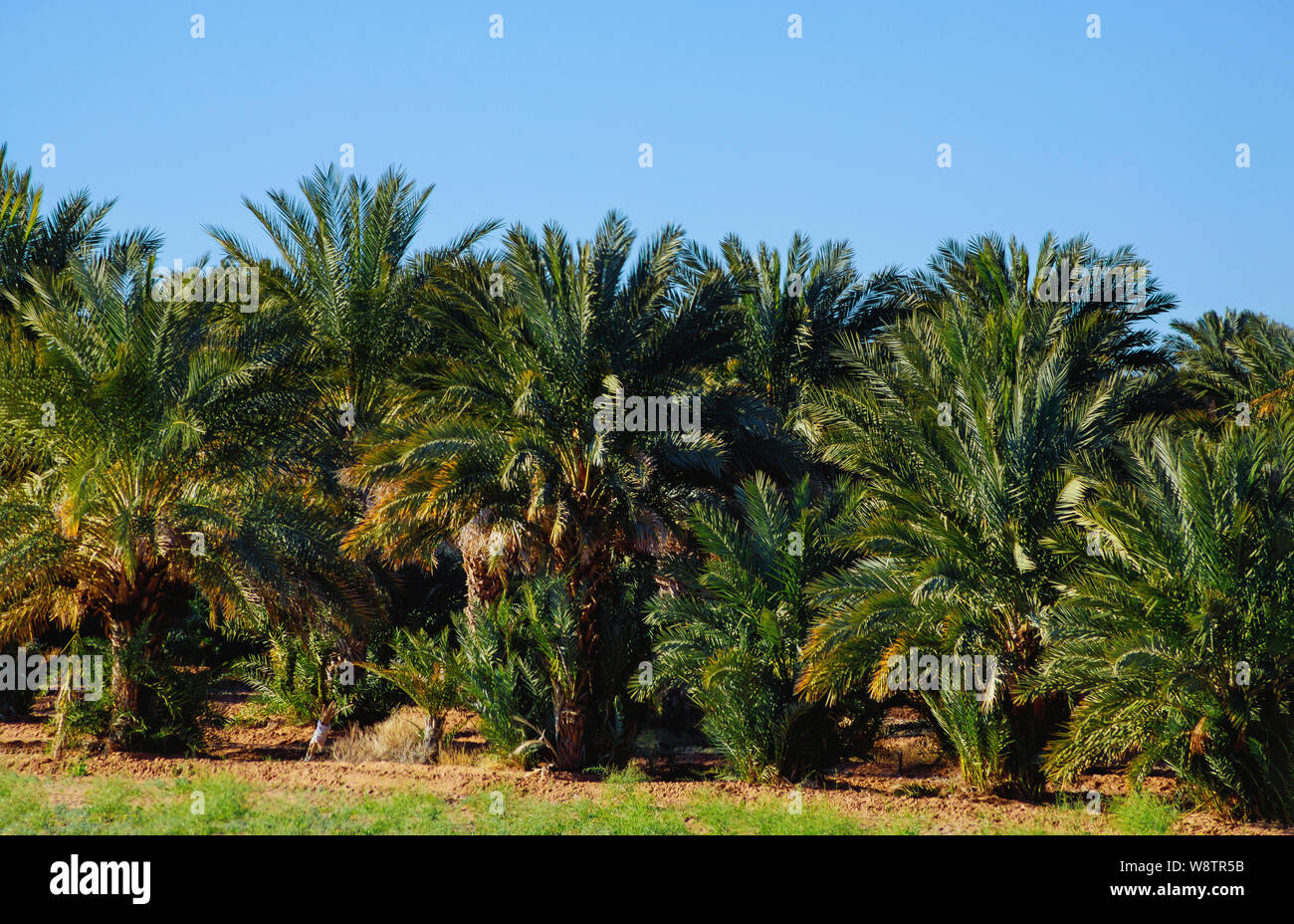 Arizona palm tree hi-res stock photography and images - Alamy