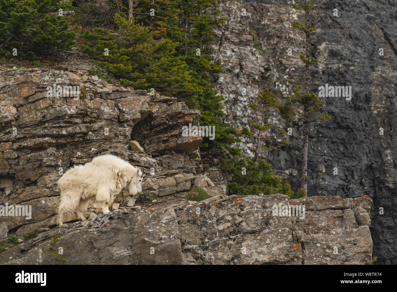Single Male Mountain Goat Looks Down From Cliff Perch Stock Photo - Alamy