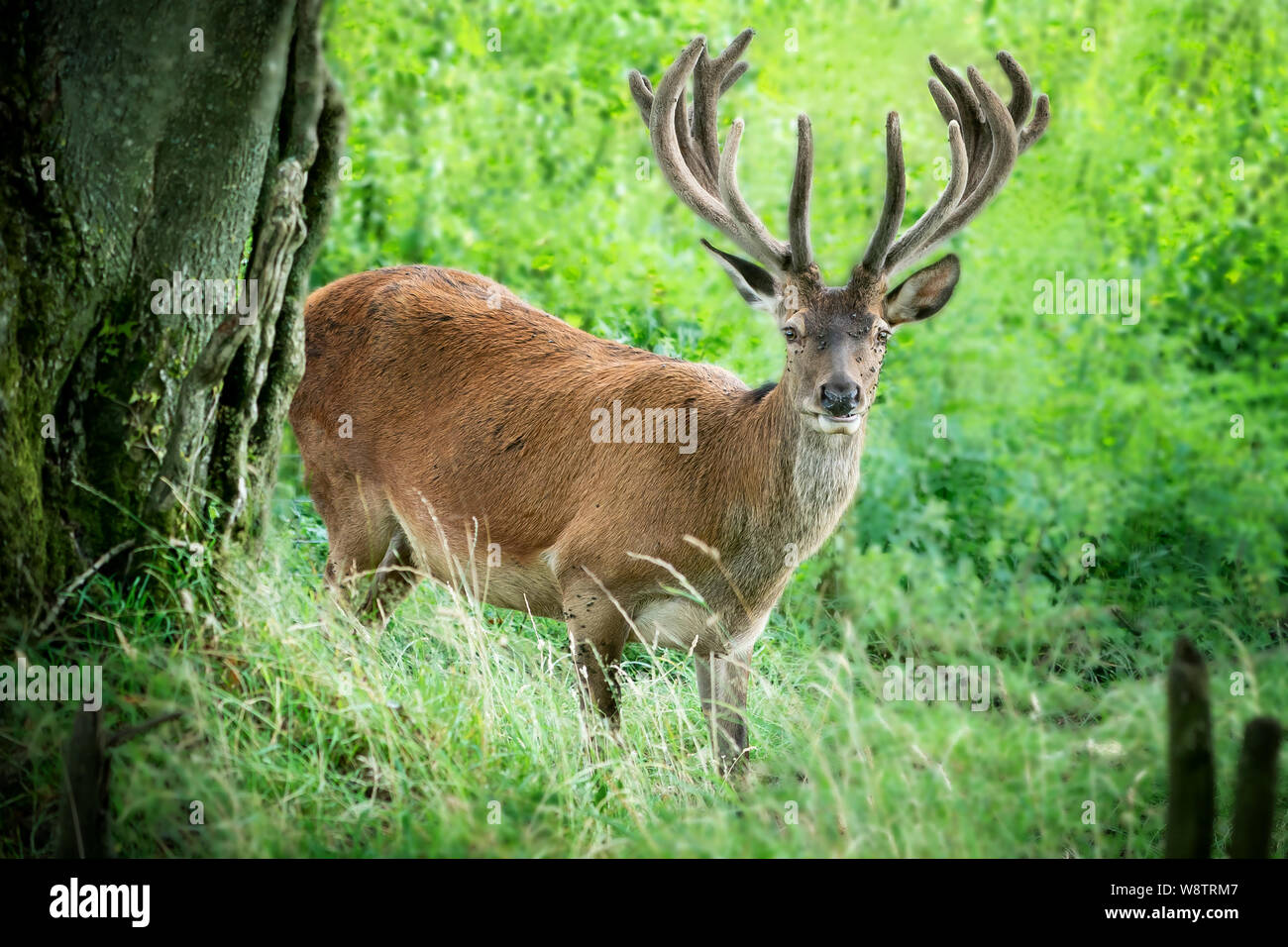 Red deer stag up hi-res stock photography and images - Alamy