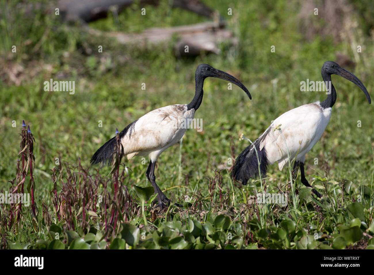Two Sacred ibis, Threskiornis aethiopicus, standing at lake edge, Lake ...