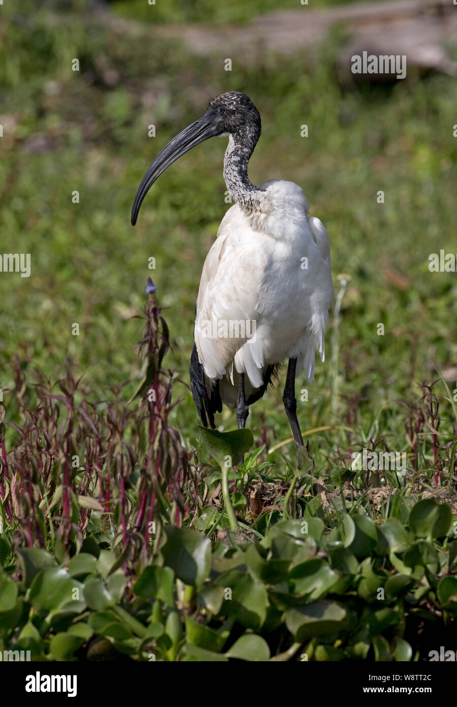 Sacred ibis, Threskiornis aethiopicus, standing at lake edge, Lake ...