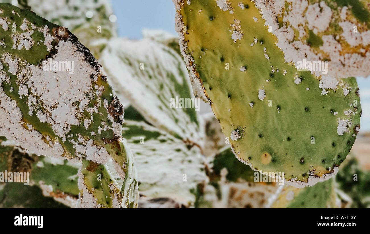 Cochineal nopal cactus hi-res stock photography and images - Alamy