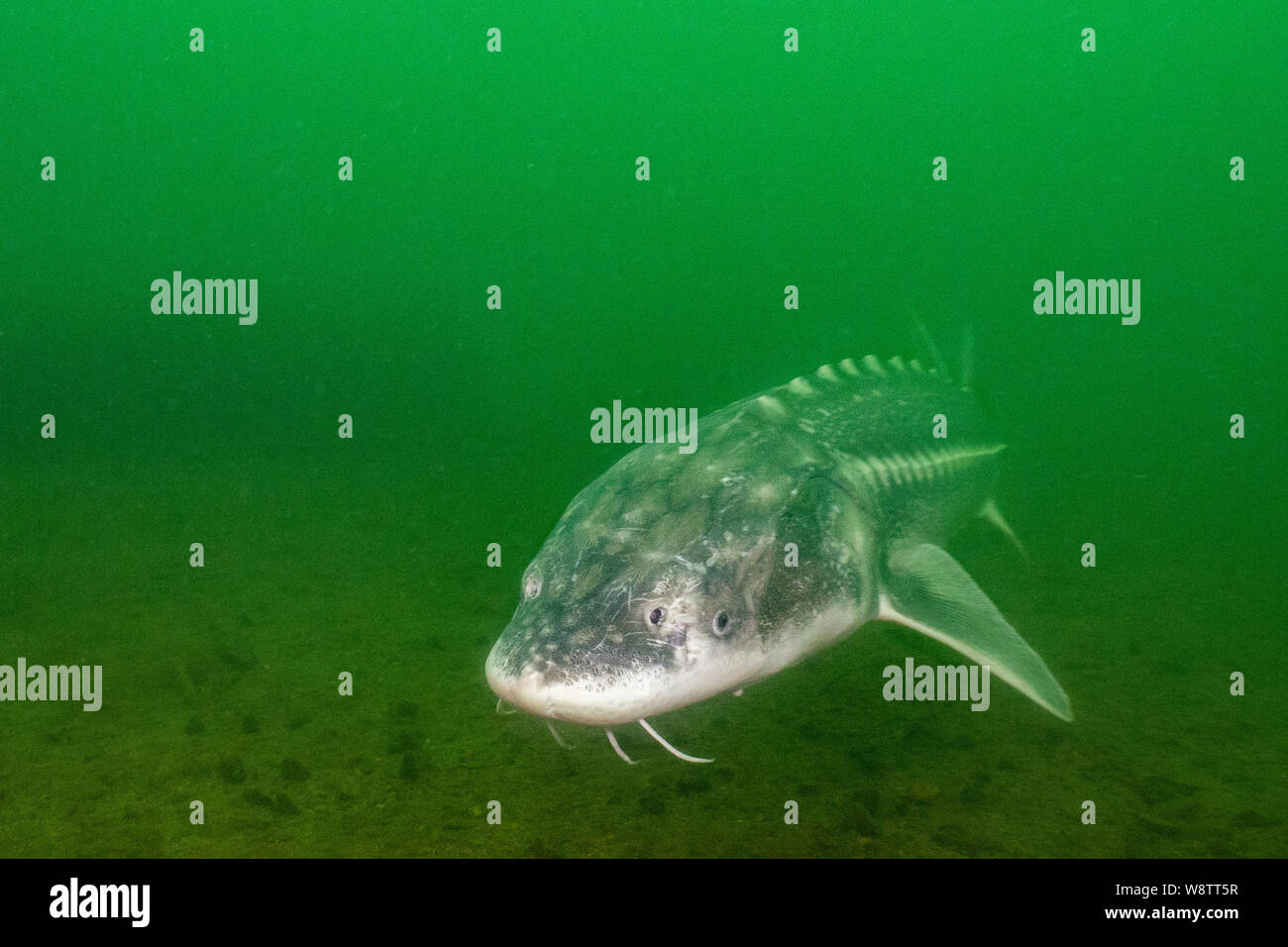 Catfish Eggs High Resolution Stock Photography and Images - Alamy