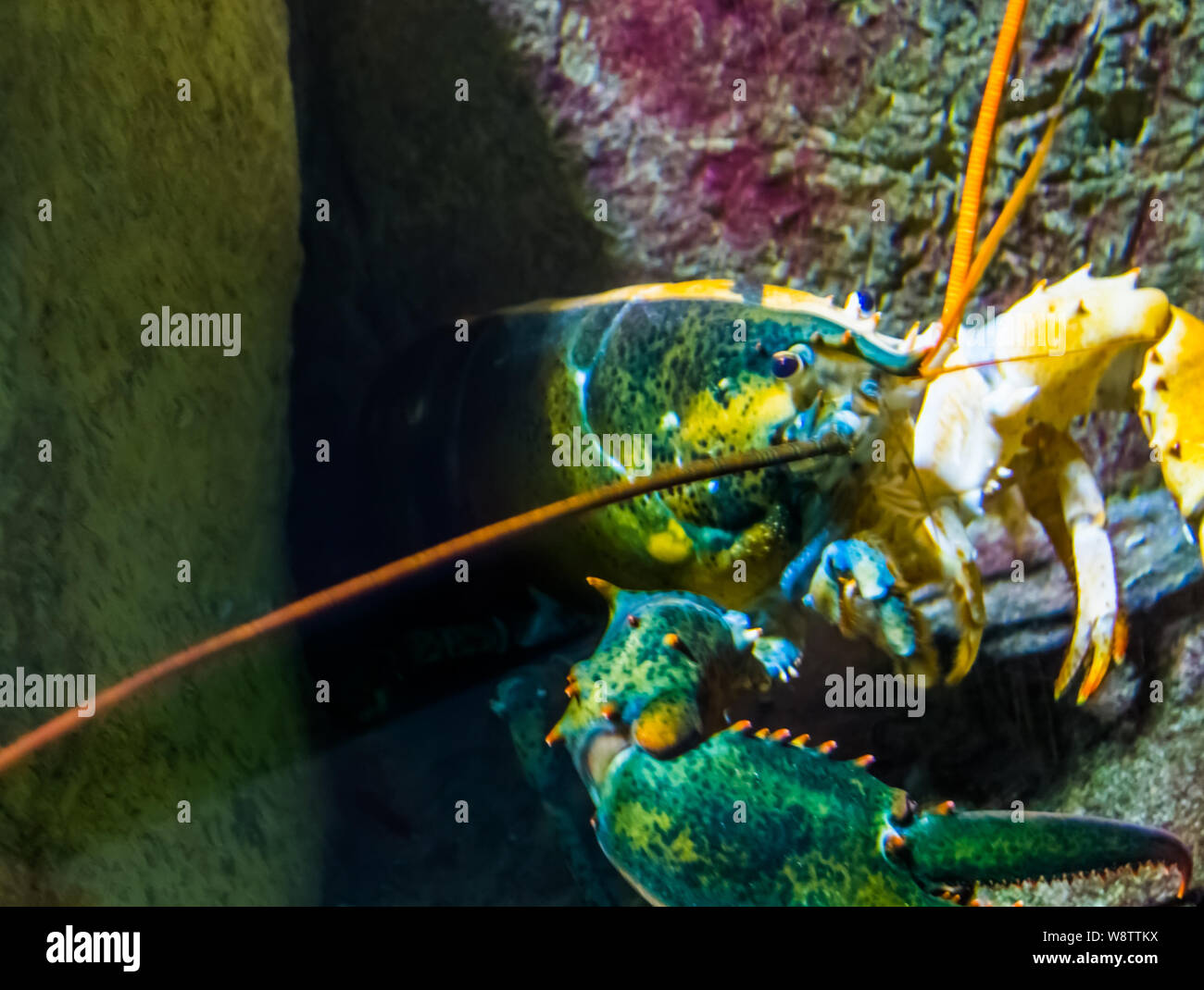 two egged loner lobster, color split crustacean, rare color mutation ...