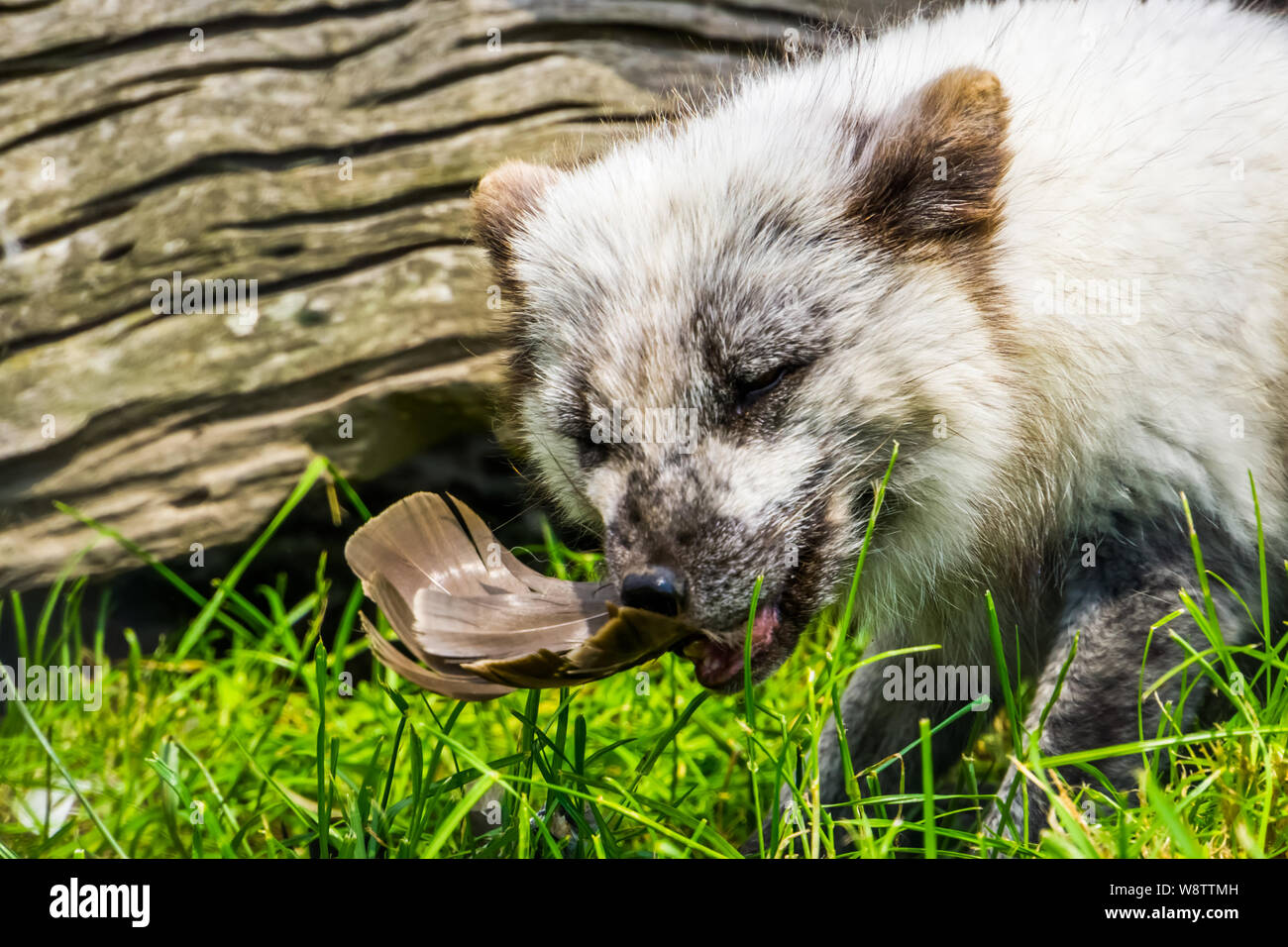 closeup of a arctic fox eating a bird, fox specie from the Northern ...