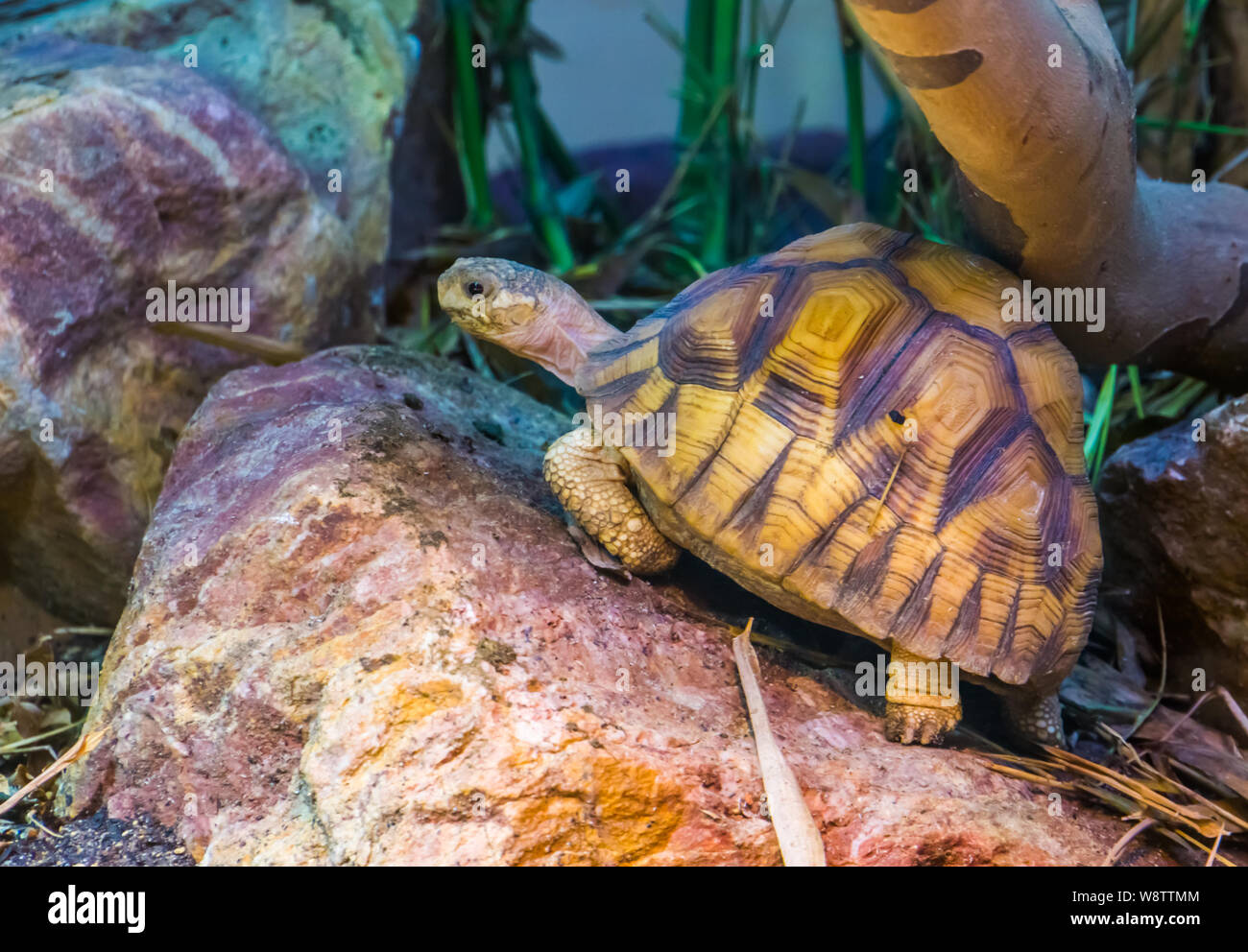 closeup of a angonoka tortoise, critically endangered land turtle ...
