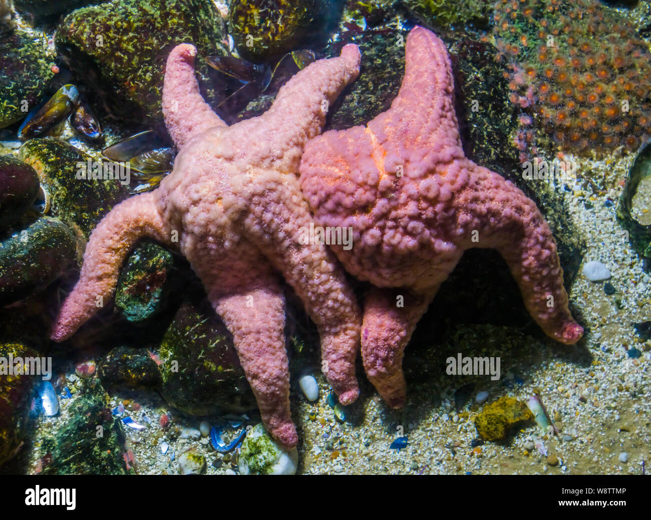 Ochre star fish (pisaster ochraceus) hi-res stock photography and ...