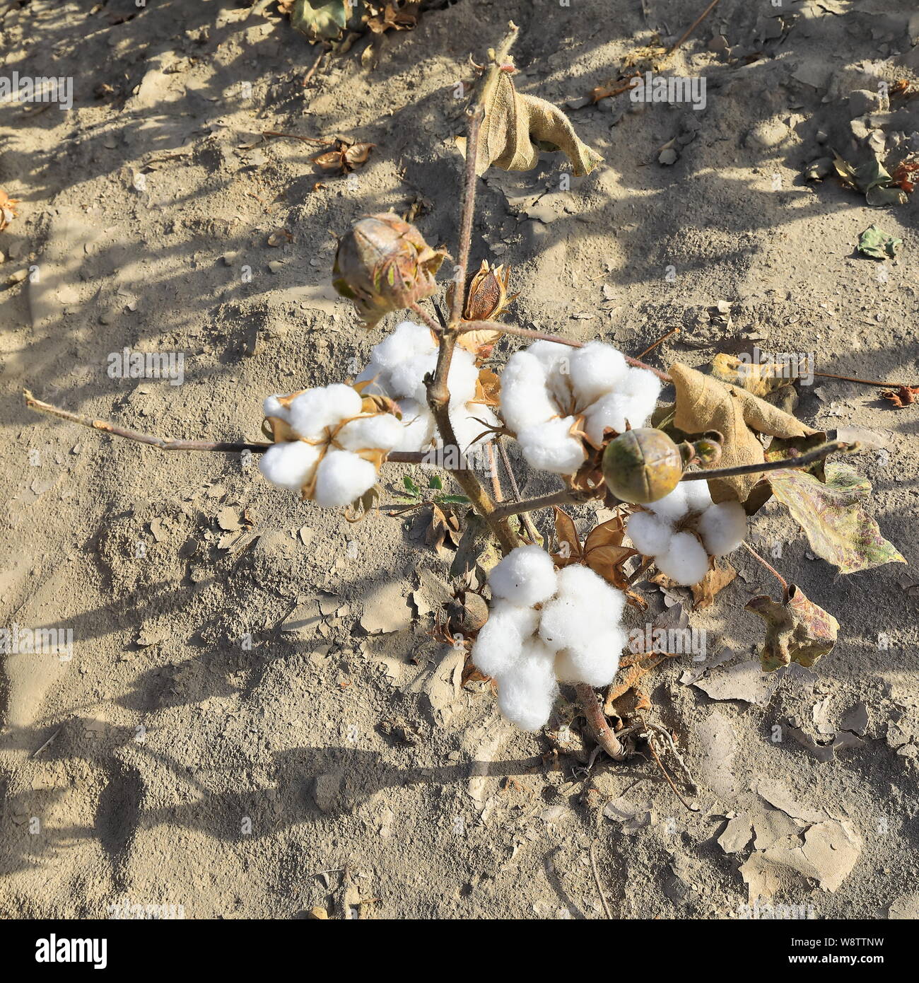 Cottonseed hull hi-res stock photography and images - Alamy