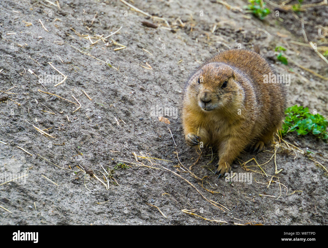 closeup portrait of a black tailed prairie dog eating hay, Adorable ...