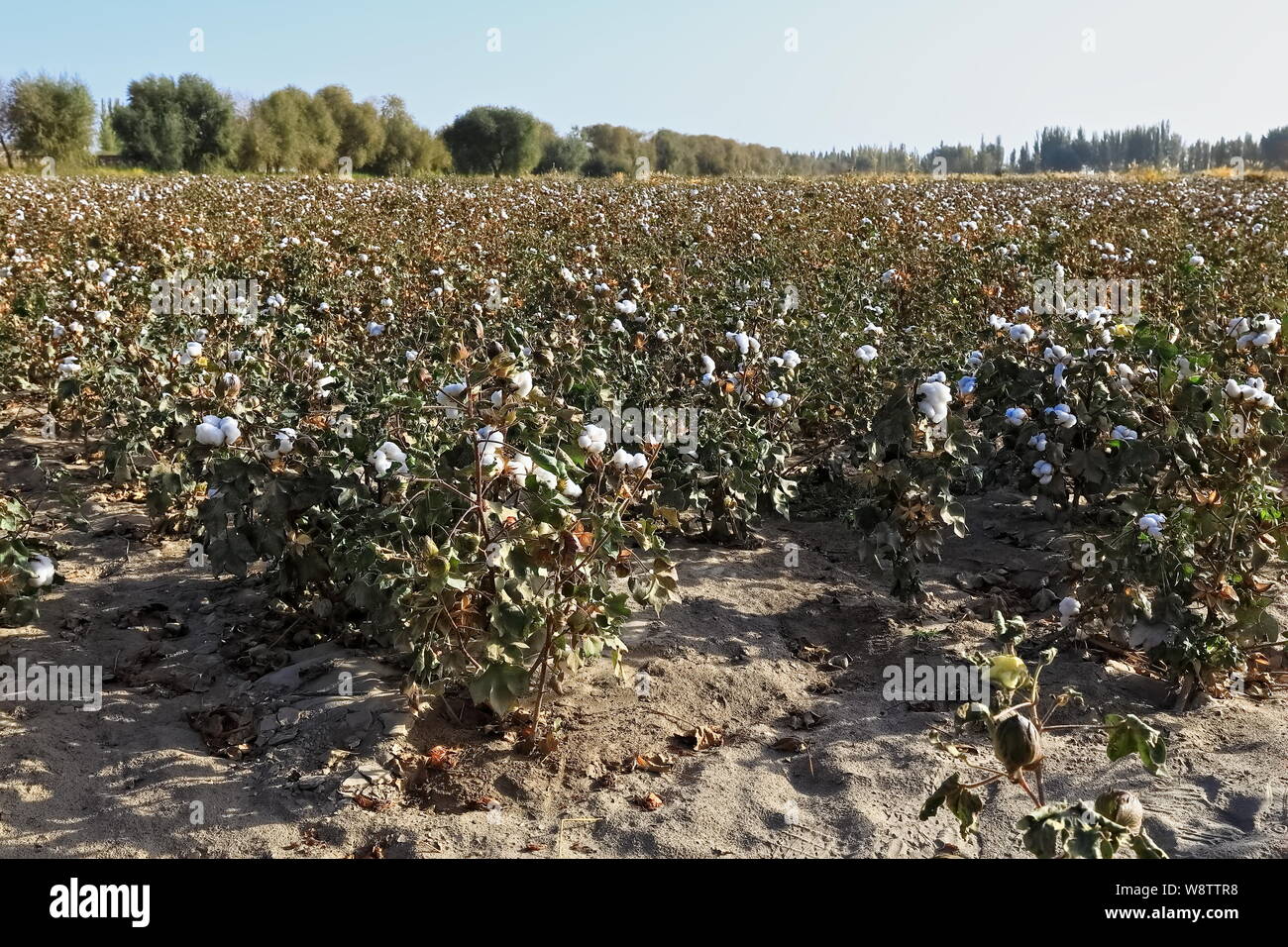 Cotton field on the oustkirts of Qiemo-Cherchen-Qarqan town. Xinjiang ...