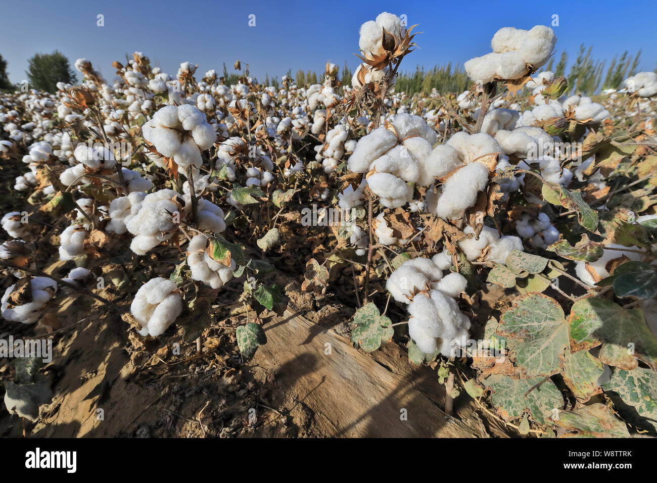 Cotton field on the oustkirts of Qiemo-Cherchen-Qarqan town. Xinjiang ...