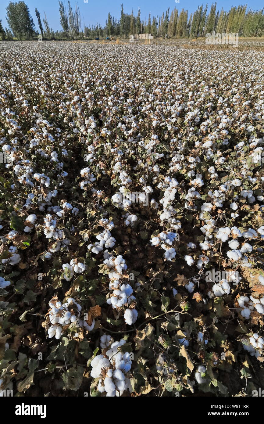 Cotton field on the oustkirts of Qiemo-Cherchen-Qarqan town. Xinjiang ...