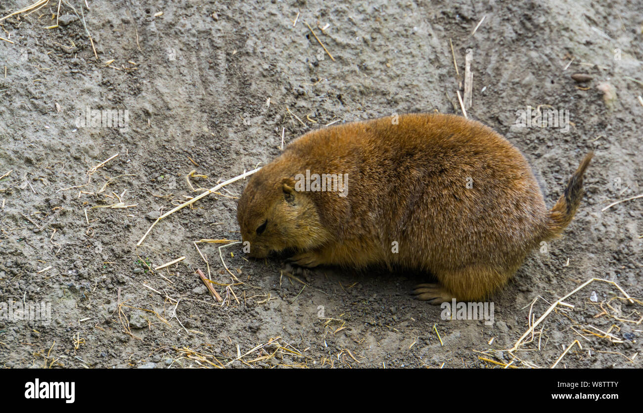 Tropical rodent hi-res stock photography and images - Alamy