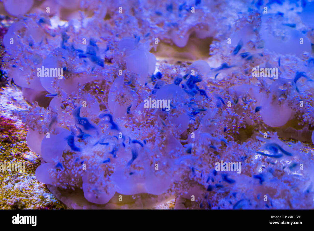 Upside down jellyfishes in closeup, tropical specie from the atlantic ...