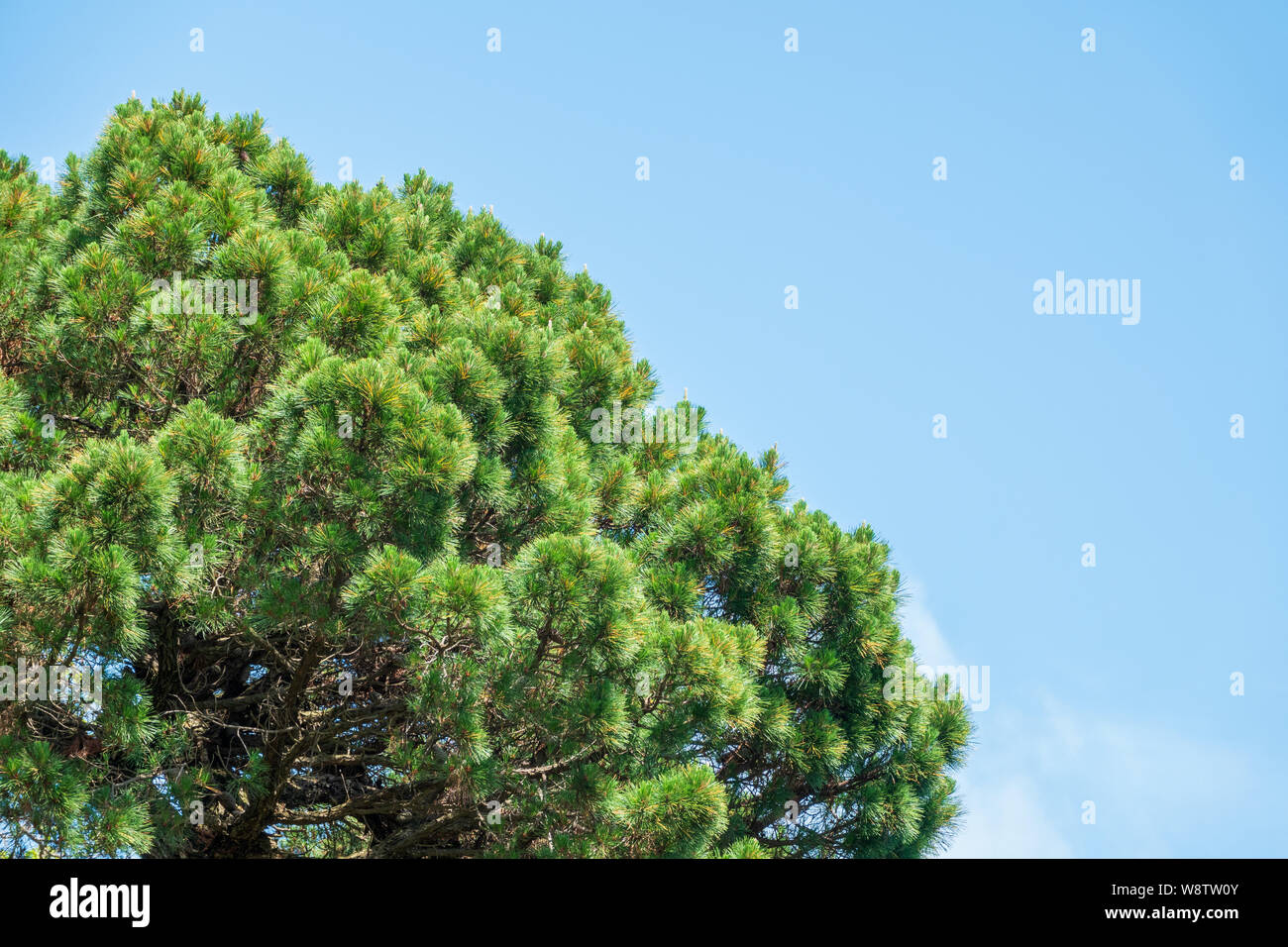 Crown of lush green pine tree with long needles on a background of blue ...