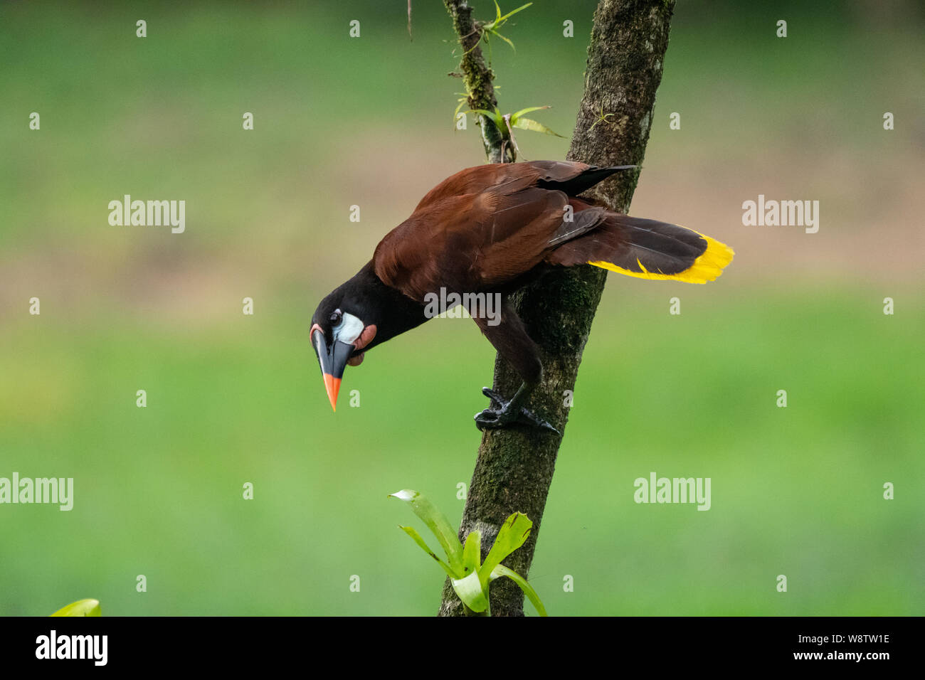 Montezuma oropendola (Psarocolius montezuma Stock Photo - Alamy