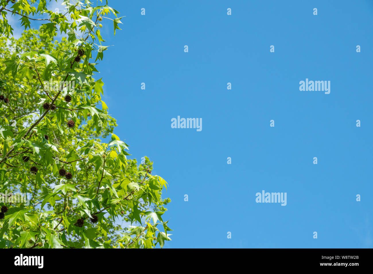 Sweet gum tree gumball hi-res stock photography and images - Alamy